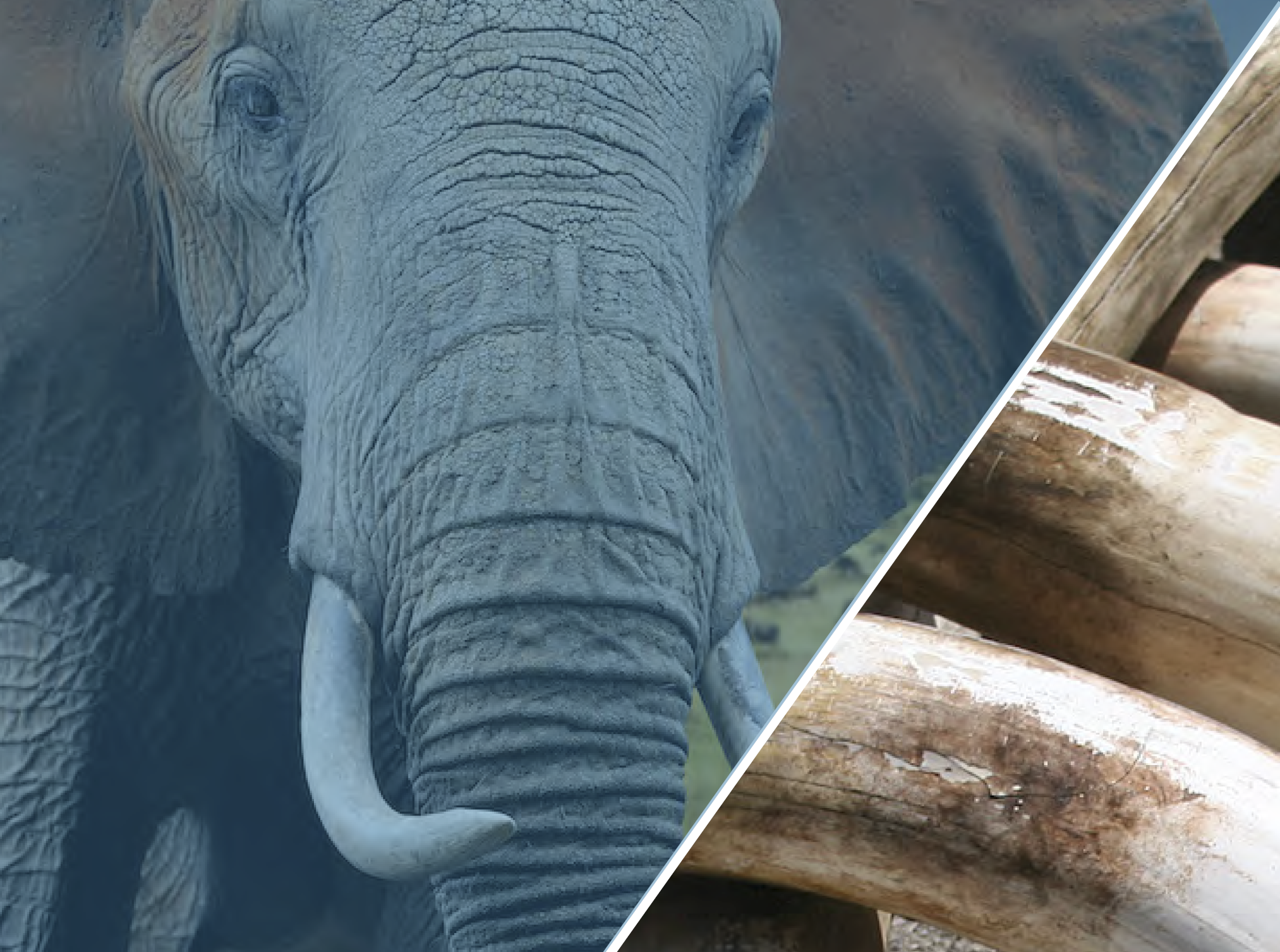 Extinction Inc. | Counter Extremism Project